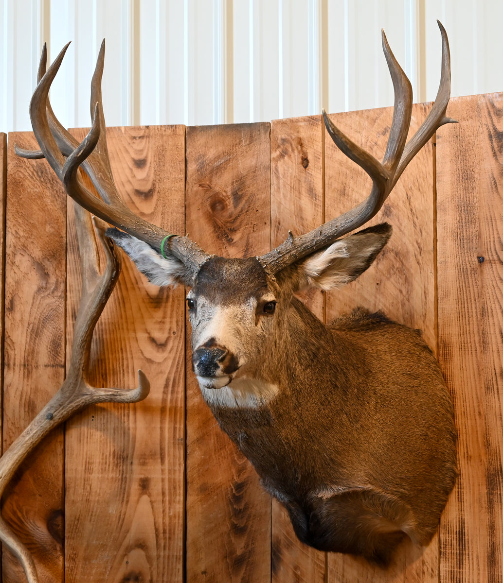 Deer Mounts – Antlers Unlimited