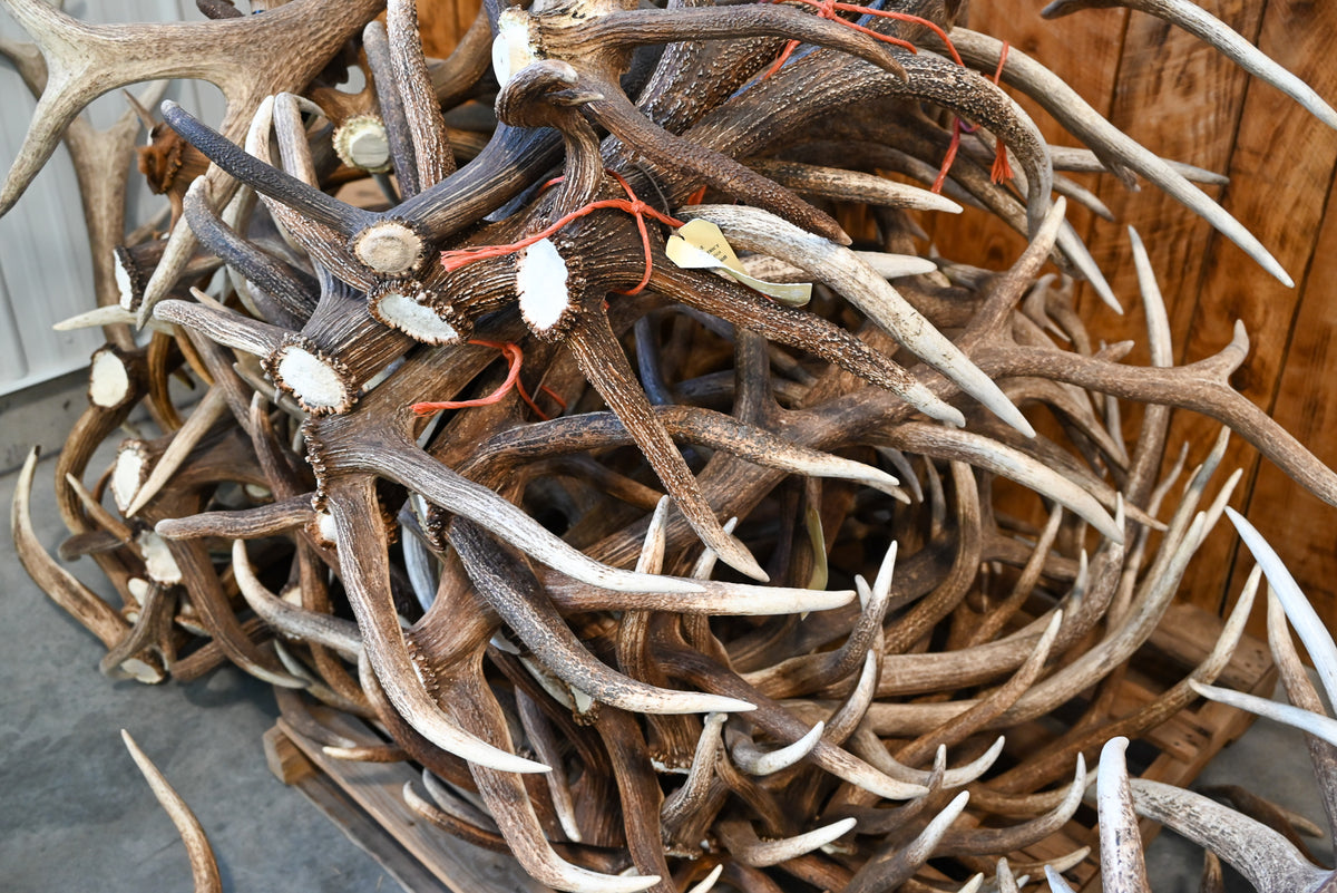 Natural Elk, Deer and Moose Sheds – Antlers Unlimited