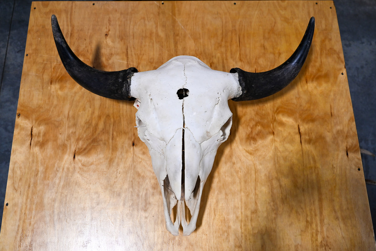 Euro Mounts – Antlers Unlimited