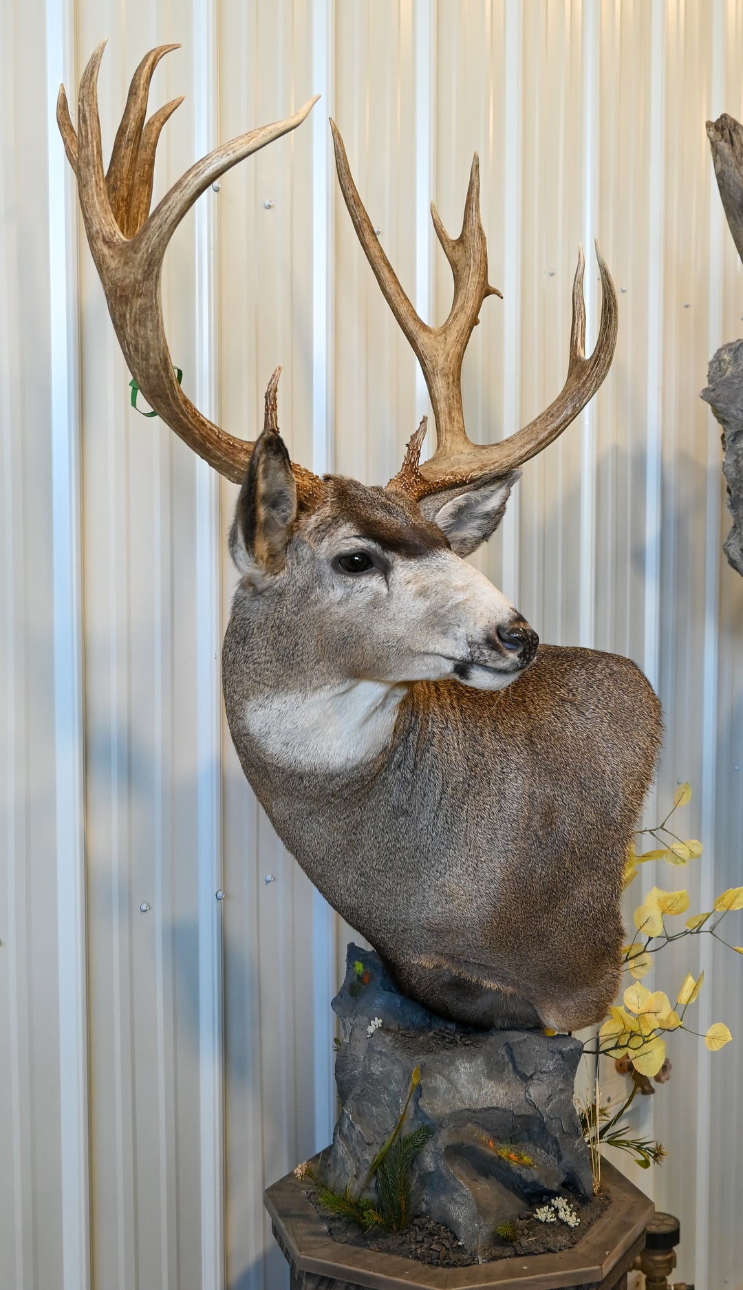 Deer Mounts – Antlers Unlimited