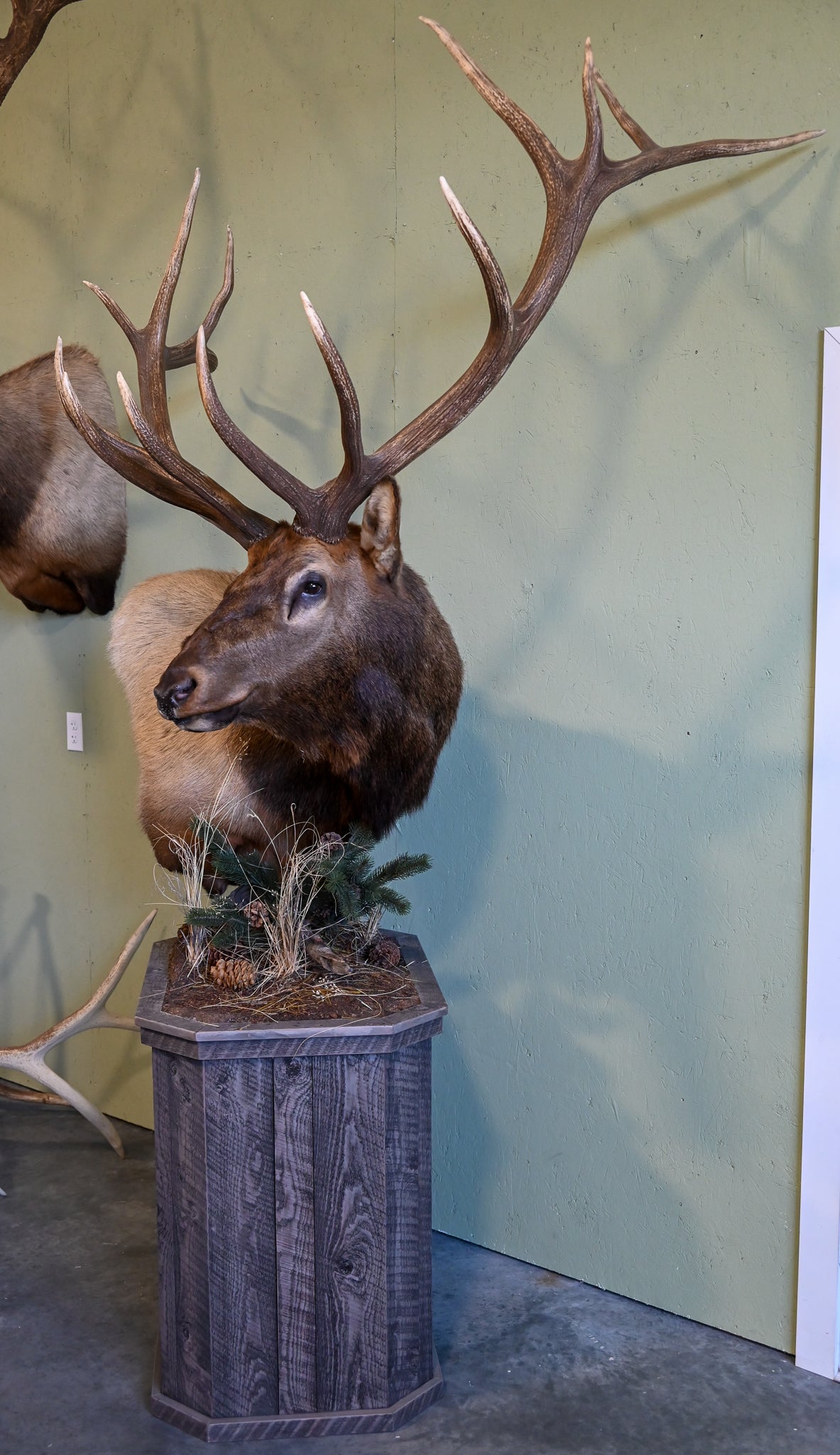 Elk Mount on Barn Board Pedestal – Antlers Unlimited