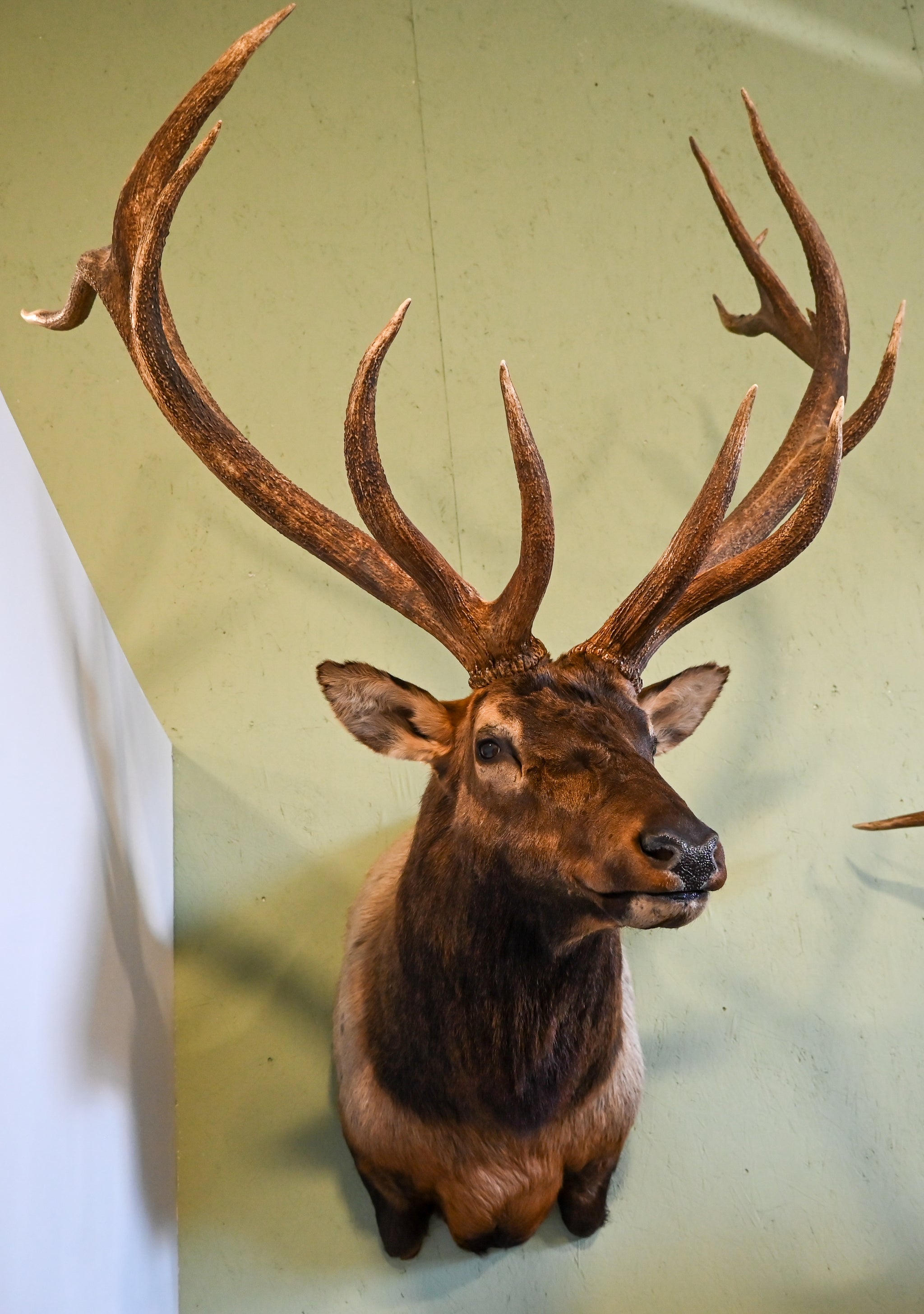 Wall Elk Shoulder Mount – Antlers Unlimited