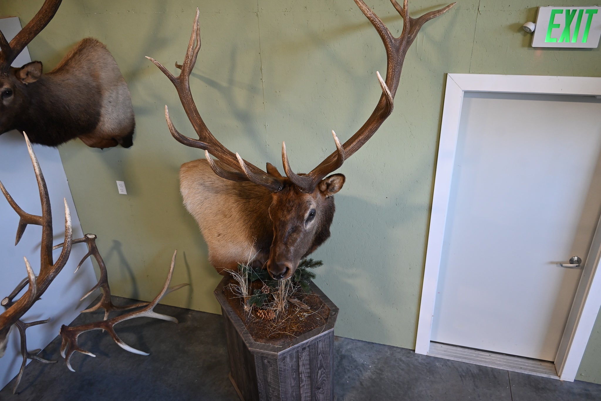 Elk Mount on Barn Board Pedestal – Antlers Unlimited