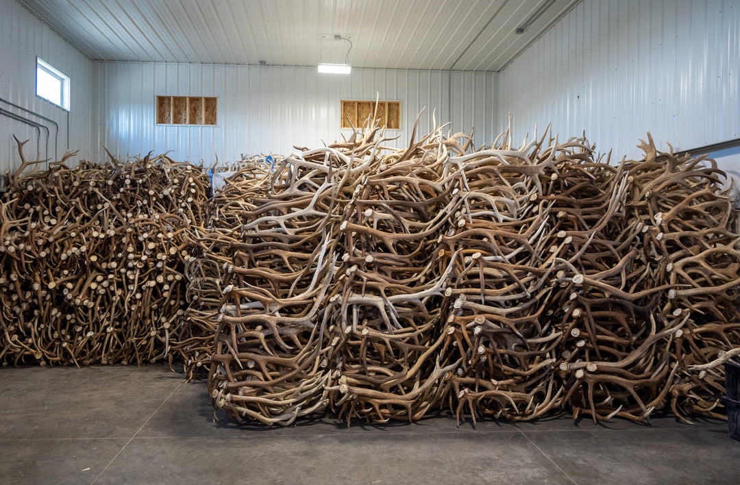 Decor – Antlers Unlimited