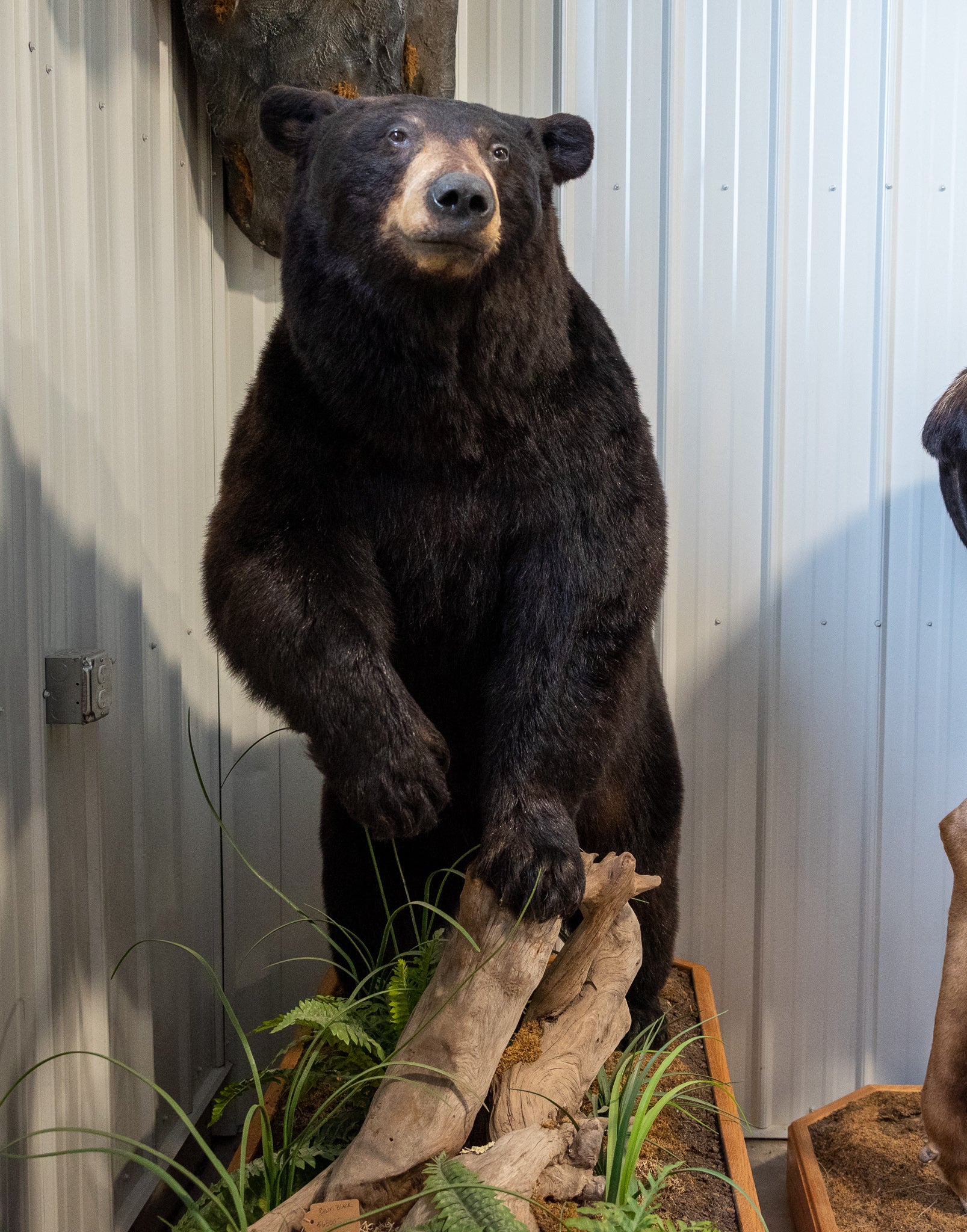 Black Bear – Antlers Unlimited
